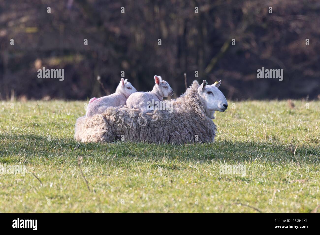 Two lambs laying on a ewes back Stock Photo - Alamy