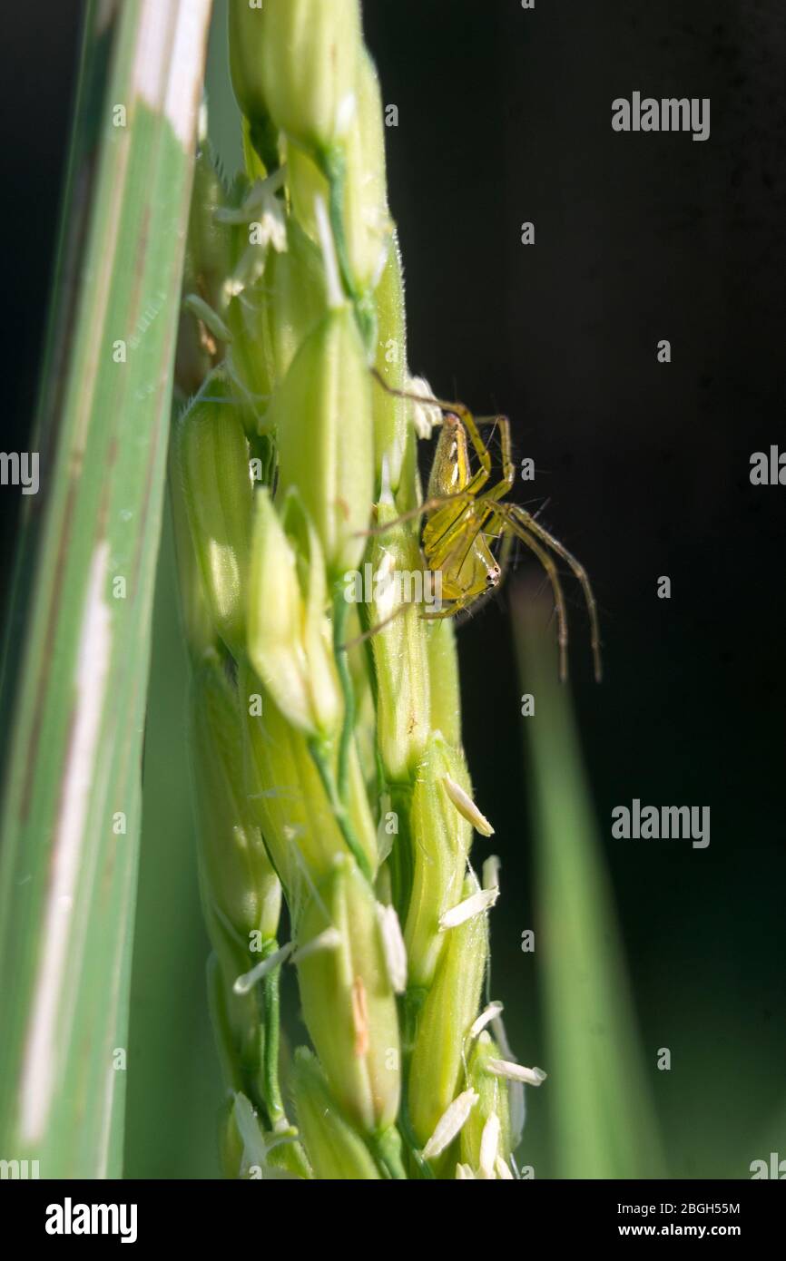 Rice insect pests hi-res stock photography and images - Alamy