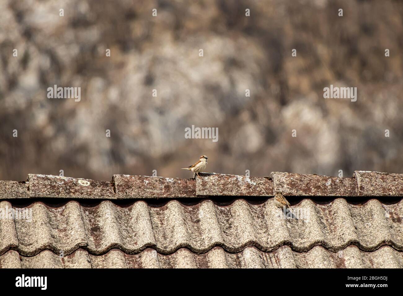 Sparrows on the roof hi-res stock photography and images - Alamy