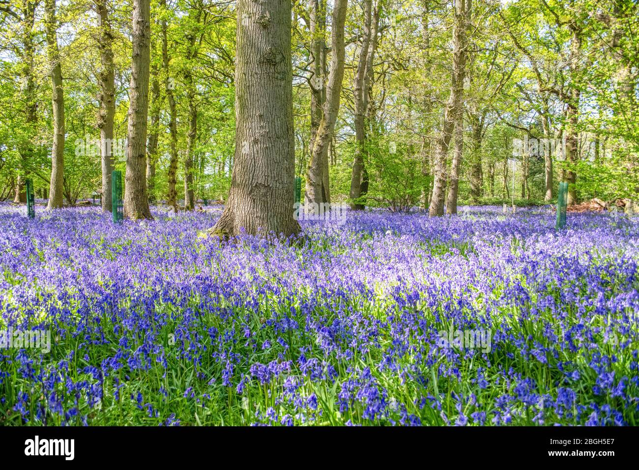 With the hot sunny weather brings out the fields and woodlands of ...