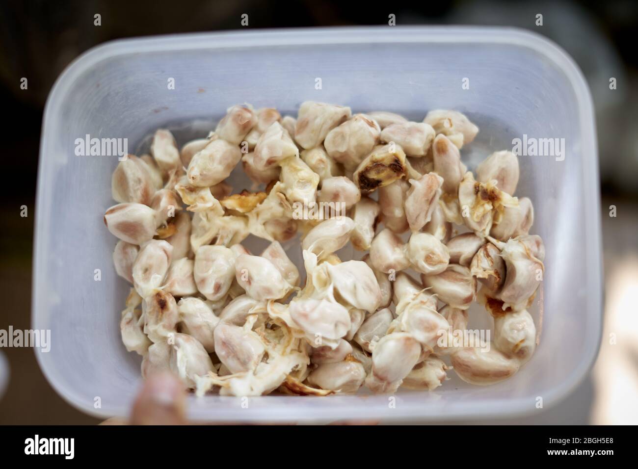 Plastic box with bunch of cacao beands Stock Photo - Alamy