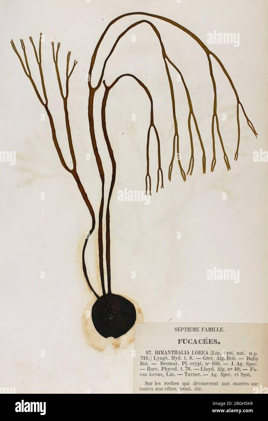 Himanthalia elongata Crouan Stock Photo - Alamy