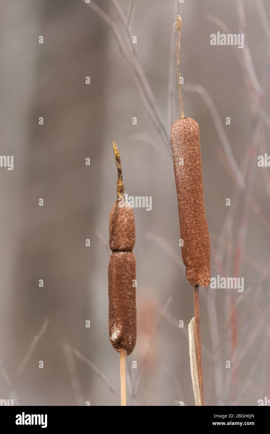 Two vertical cattails side by side Stock Photo - Alamy