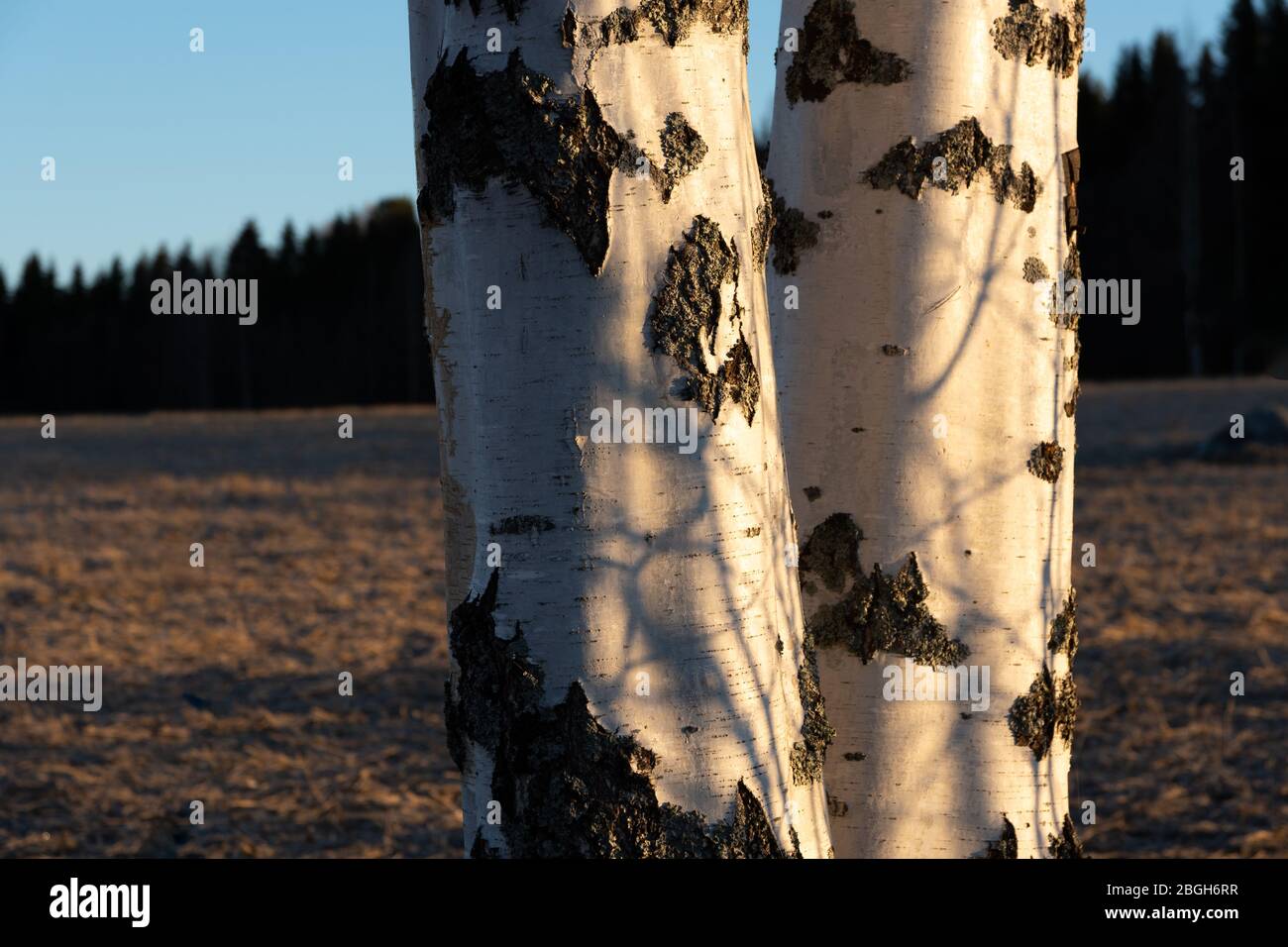 Two birch tree trunks in the morning light Stock Photo - Alamy