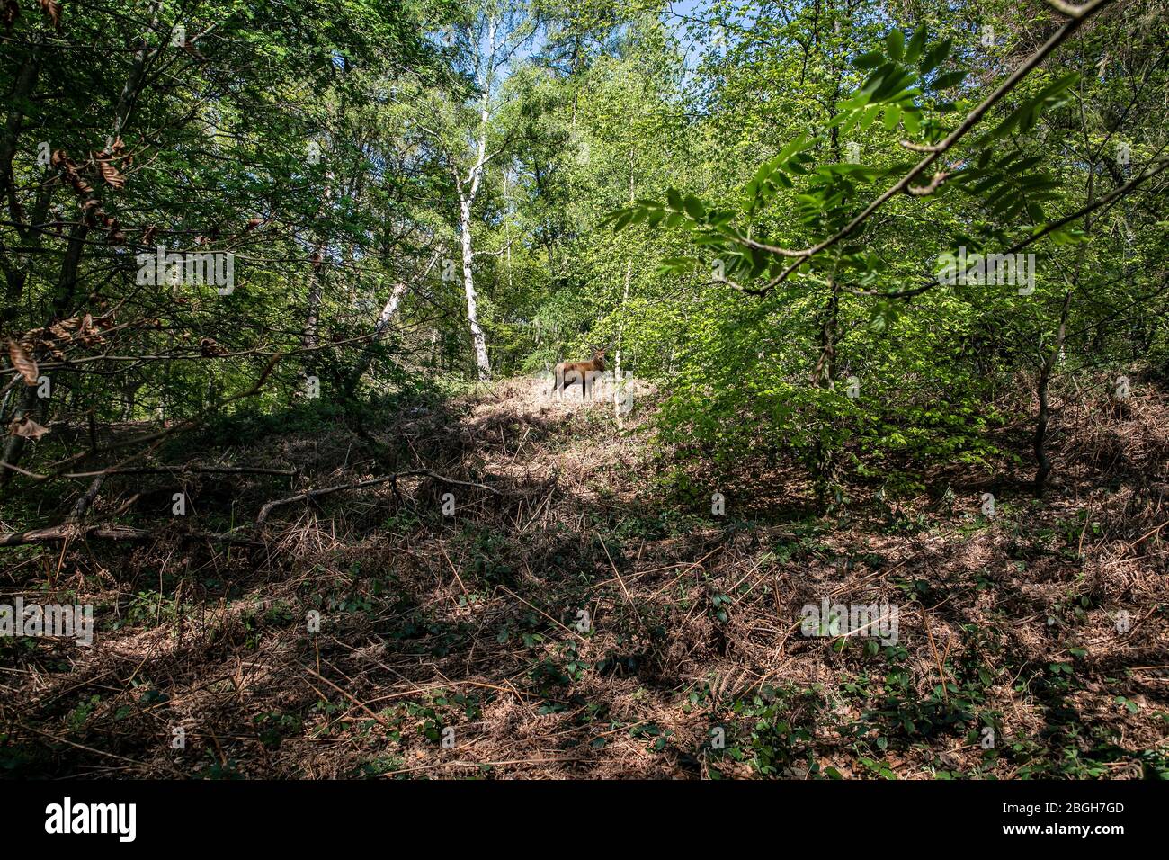 Clearing in the woods hi-res stock photography and images - Alamy