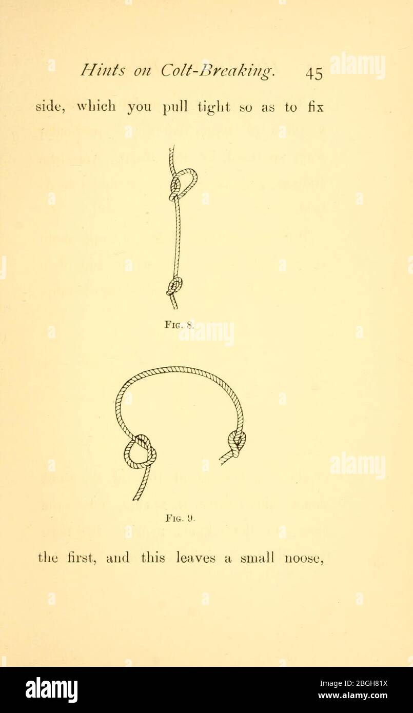 Colt breaking hi-res stock photography and images - Alamy