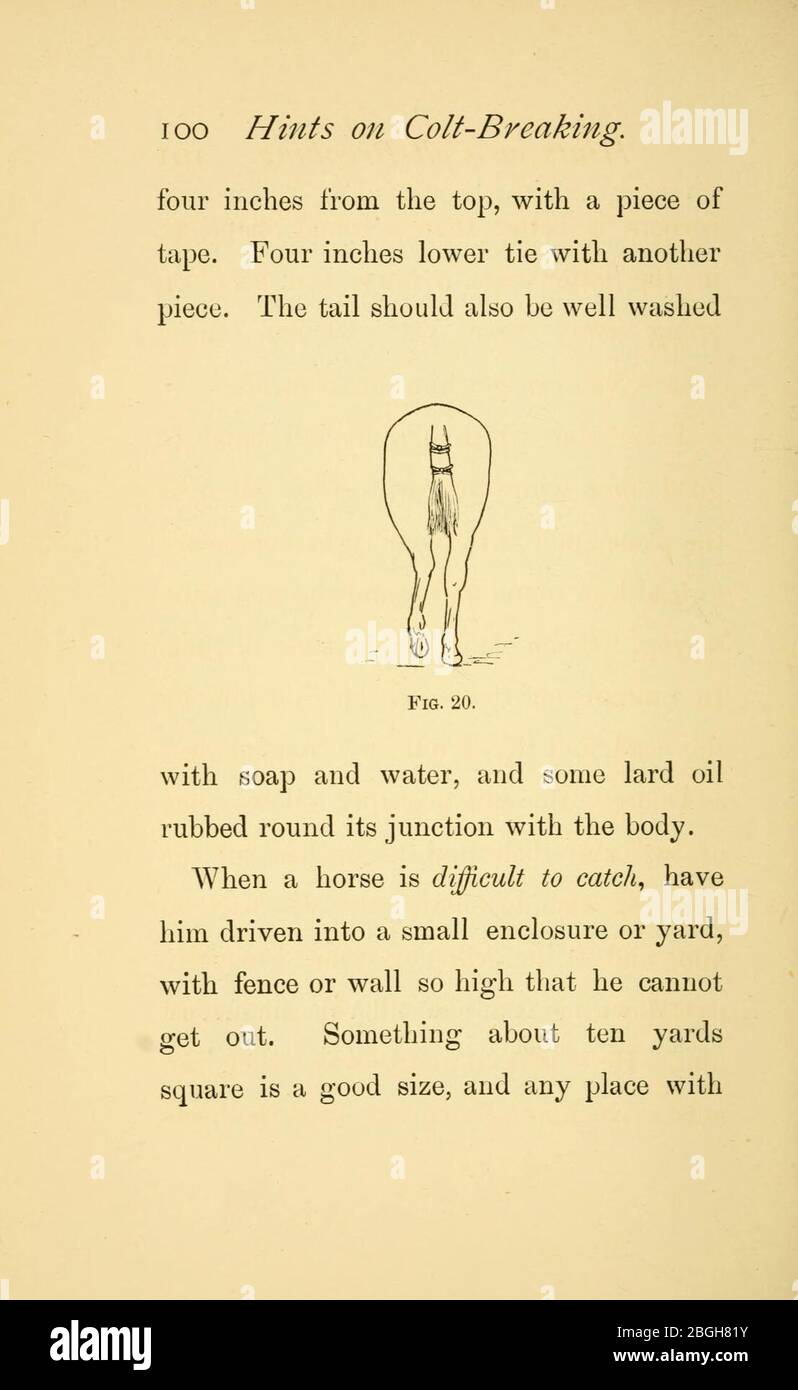 Hints on colt-breaking (Page 100 Stock Photo - Alamy