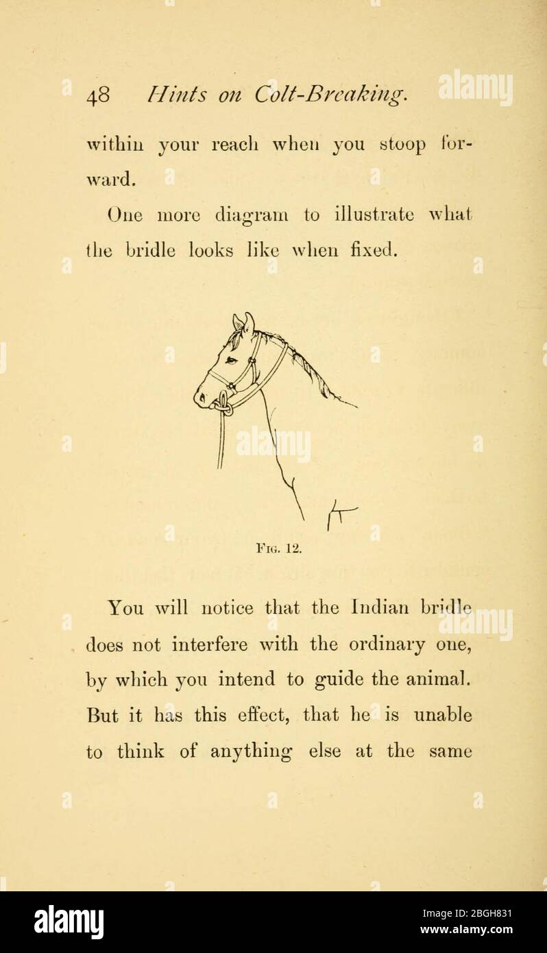 Colt breaking hi-res stock photography and images - Alamy