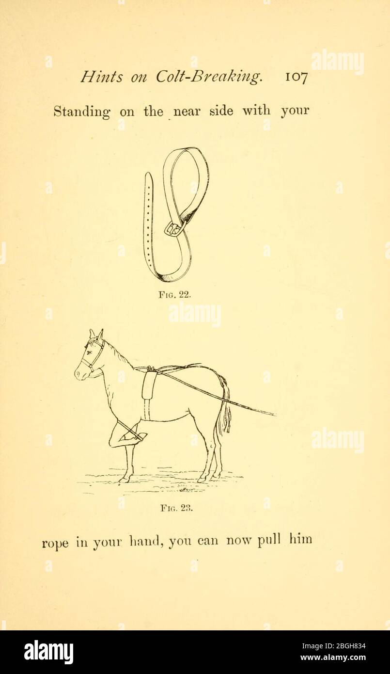 Colt breaking hi-res stock photography and images - Alamy