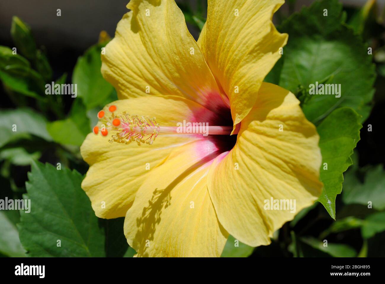 Chinese hibiscus hibiscus rosa sinensis flower flowers biological hi ...
