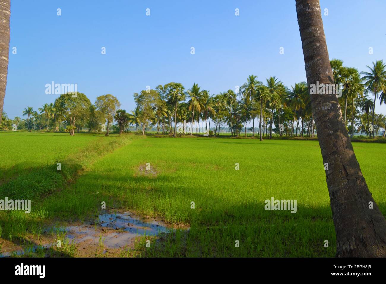green fields in village Stock Photo - Alamy