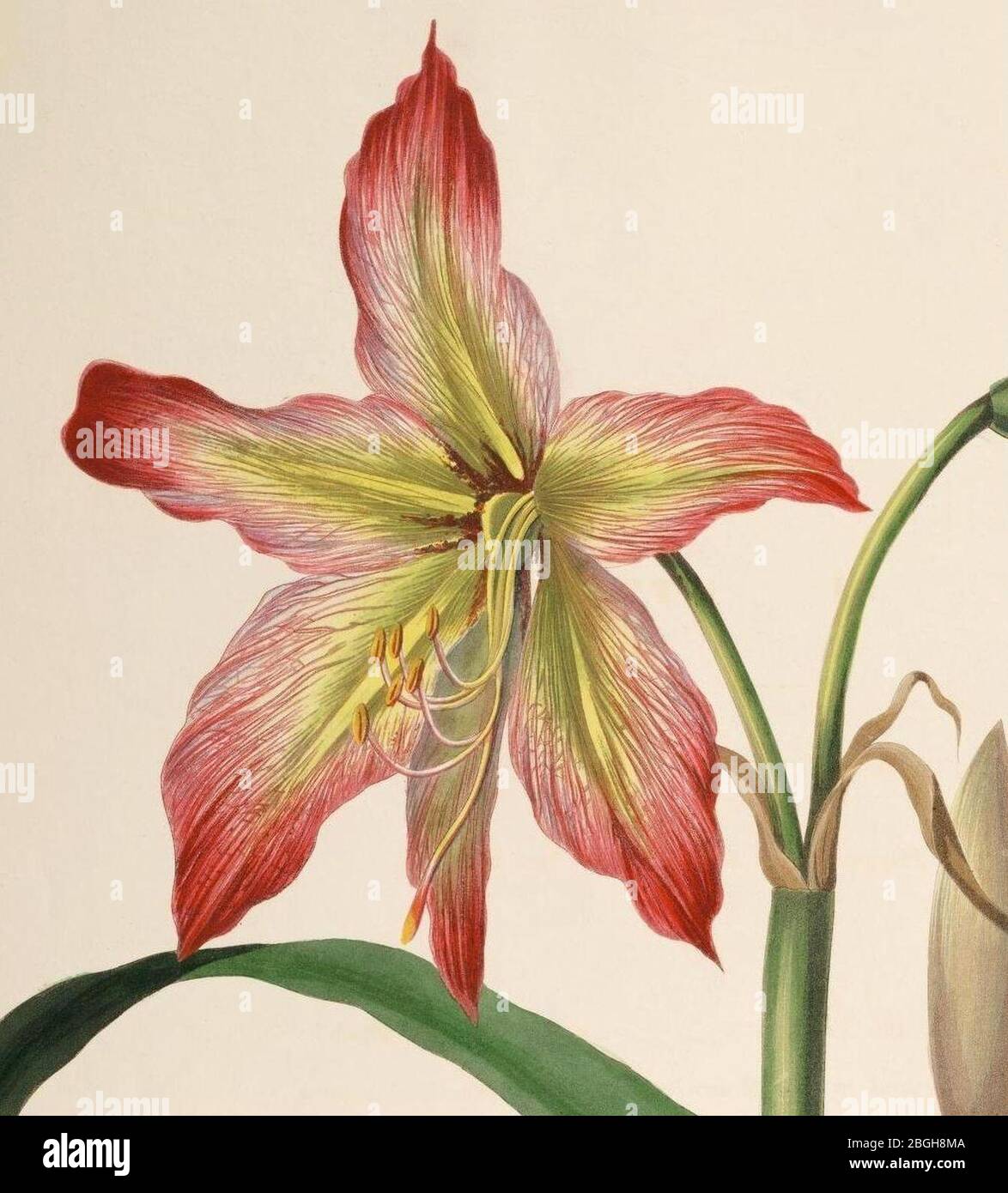 Psittacinum hi-res stock photography and images - Alamy