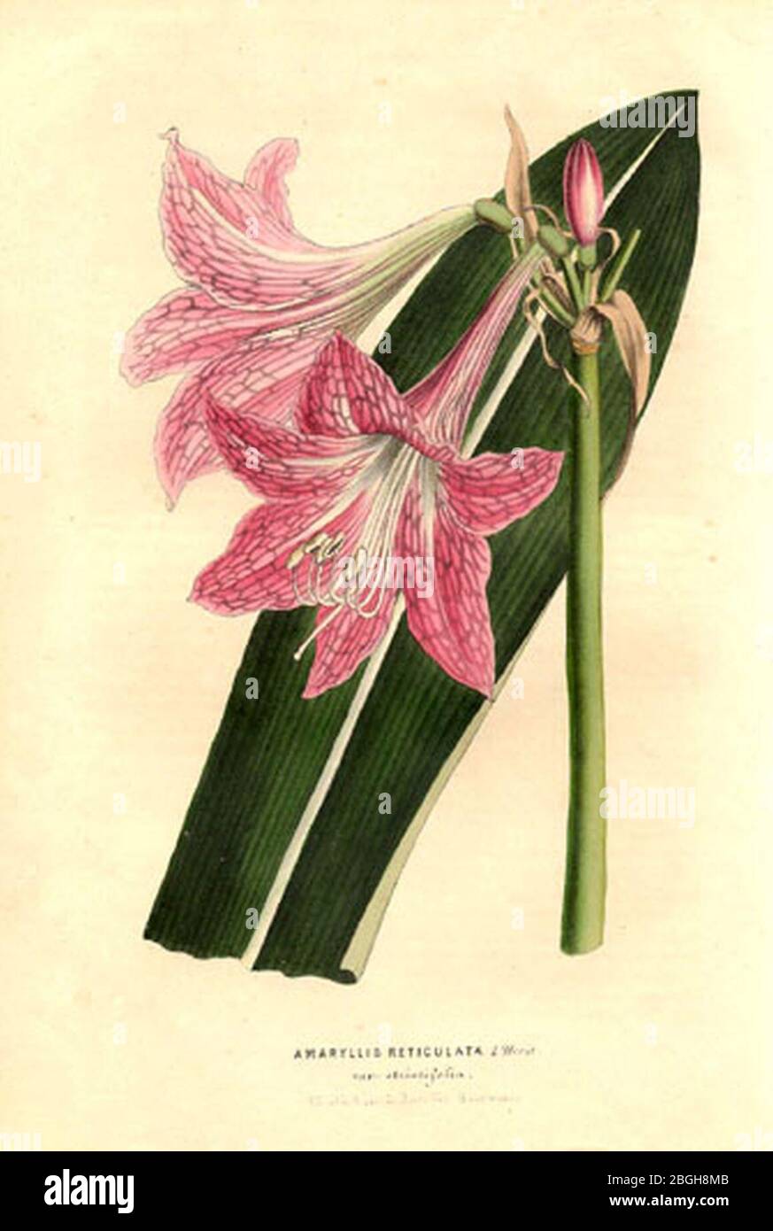 Hippeastrum Reticulatum High Resolution Stock Photography and Images ...