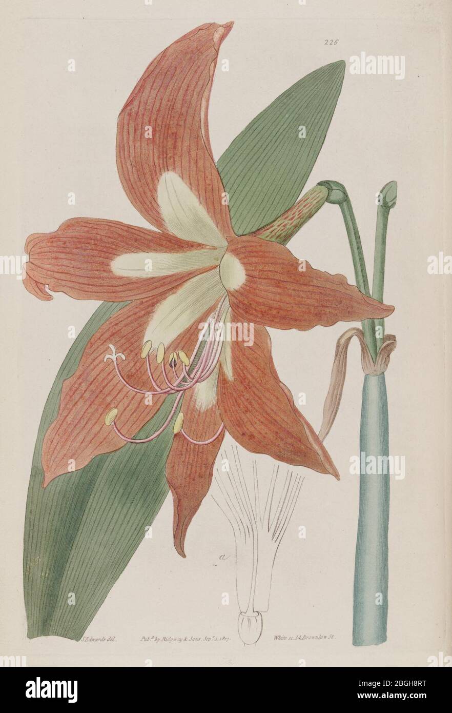 Hippeastrum striatum hi-res stock photography and images - Alamy