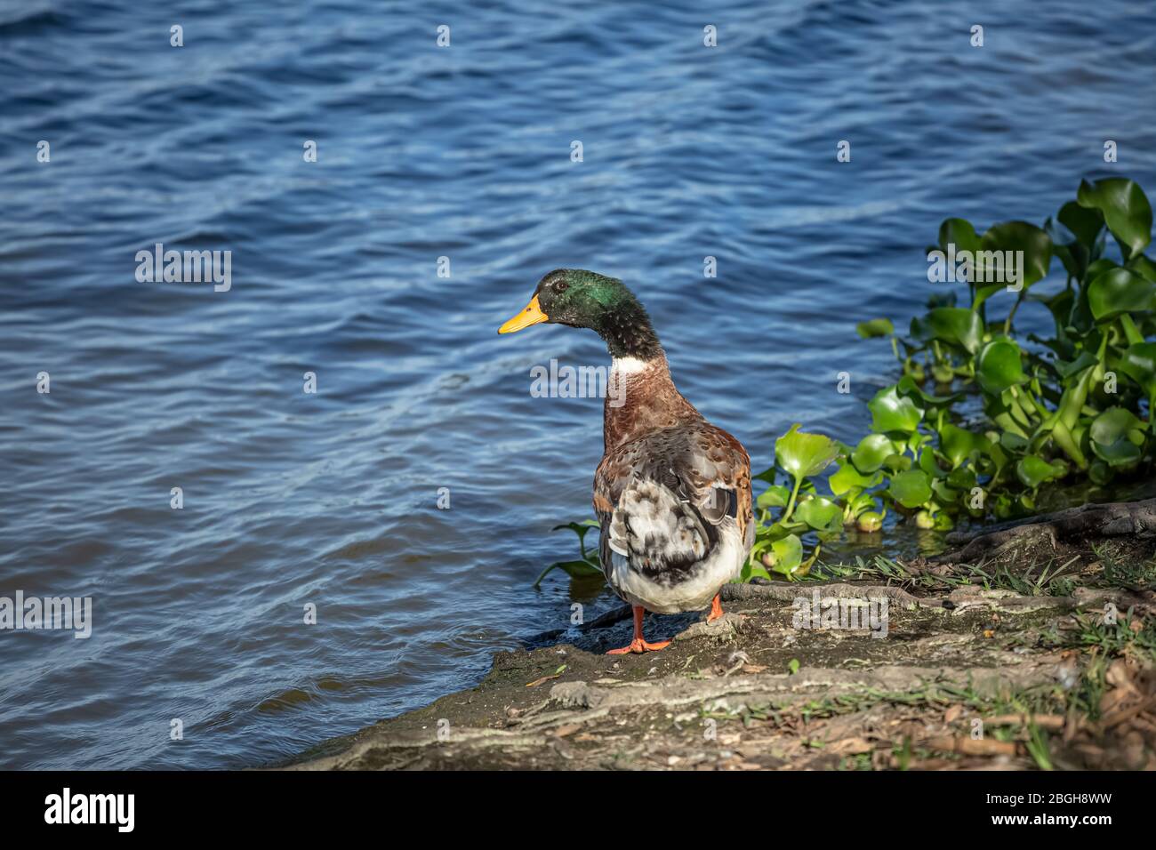 View of an alone duck on the lake bank Stock Photo - Alamy