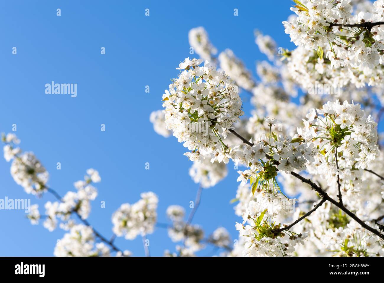 White Crab Apple tree blossom (Prunus sylvestris) against a blue sky. A ...