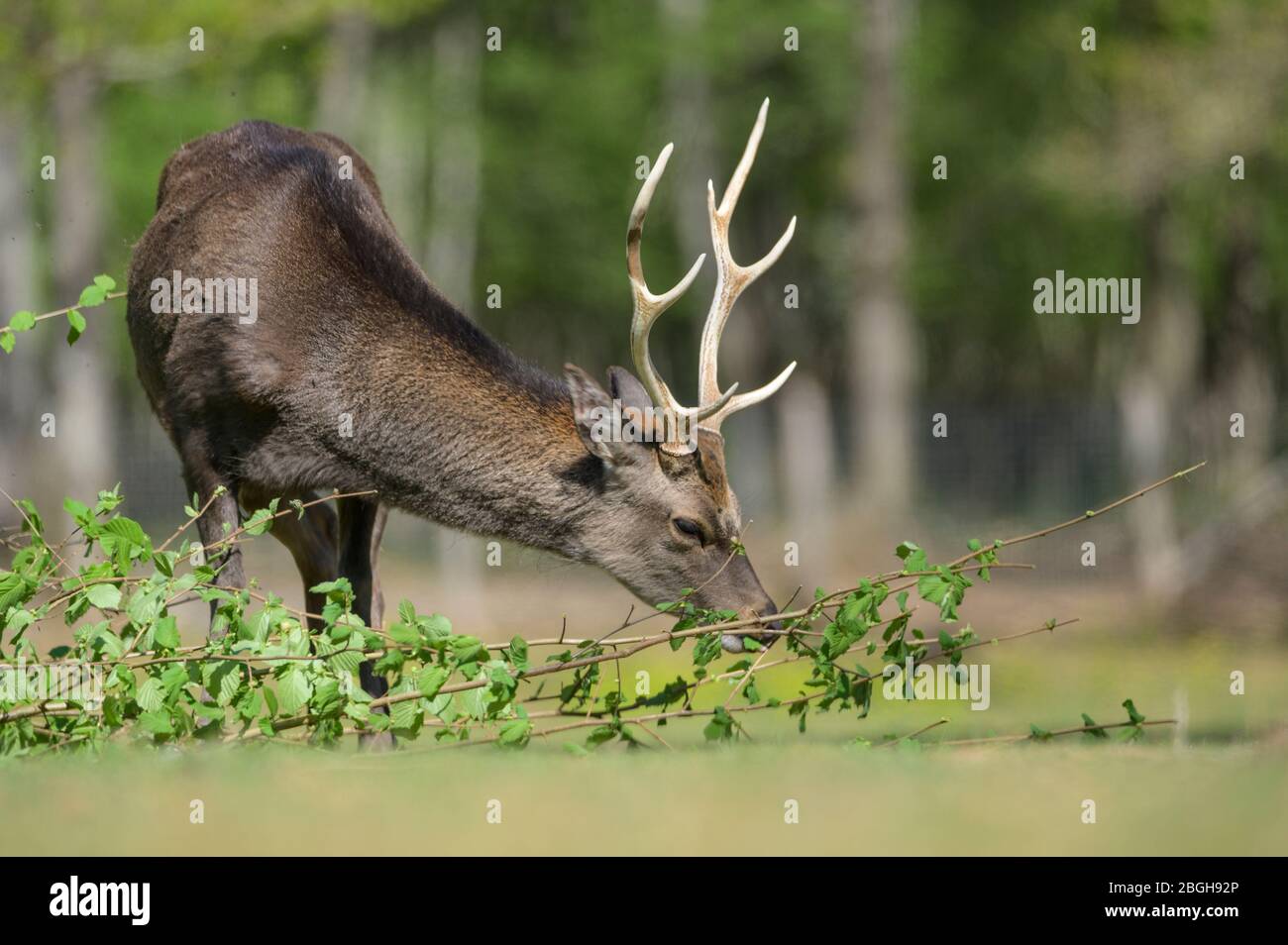 Sika forest hi-res stock photography and images - Alamy