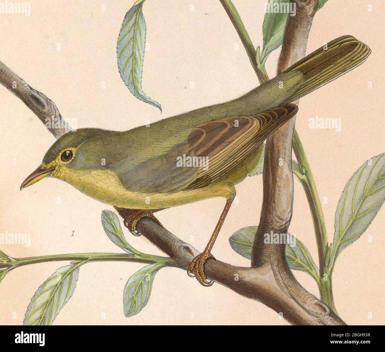Polyglotta hi-res stock photography and images - Alamy