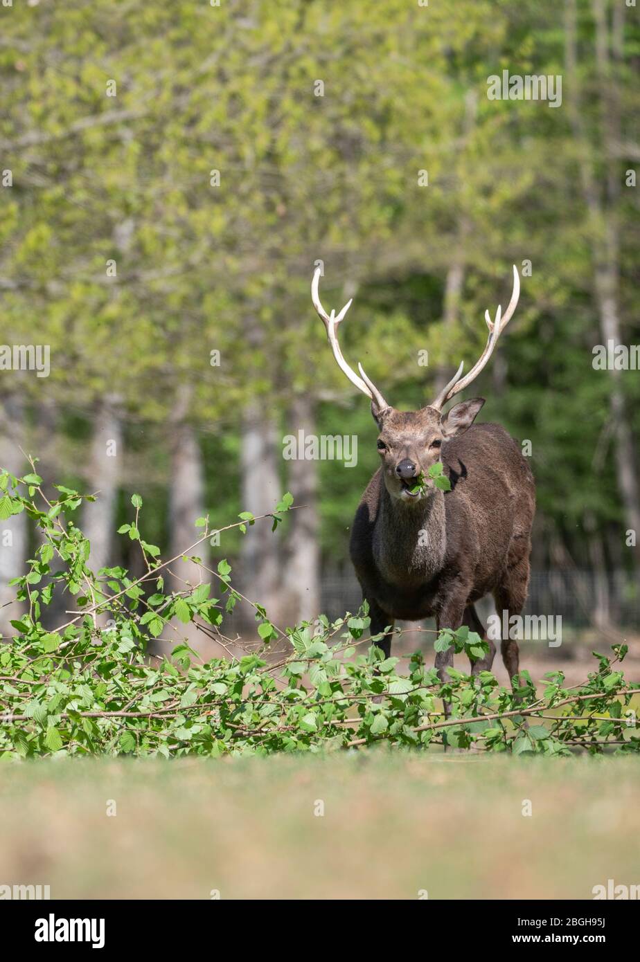Sika deer stag in a wildlife park Stock Photo - Alamy
