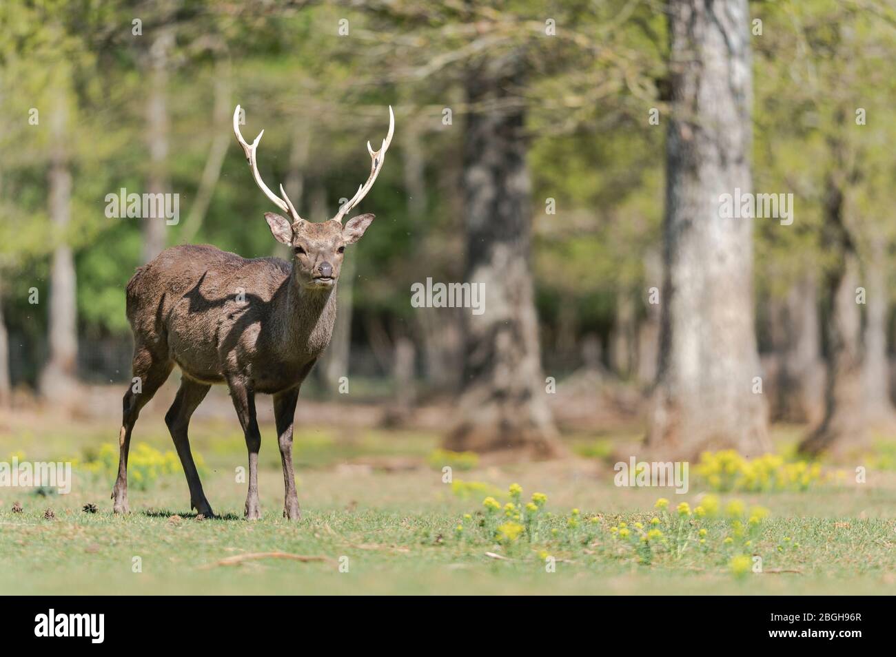 Sika deer buck hi-res stock photography and images - Alamy