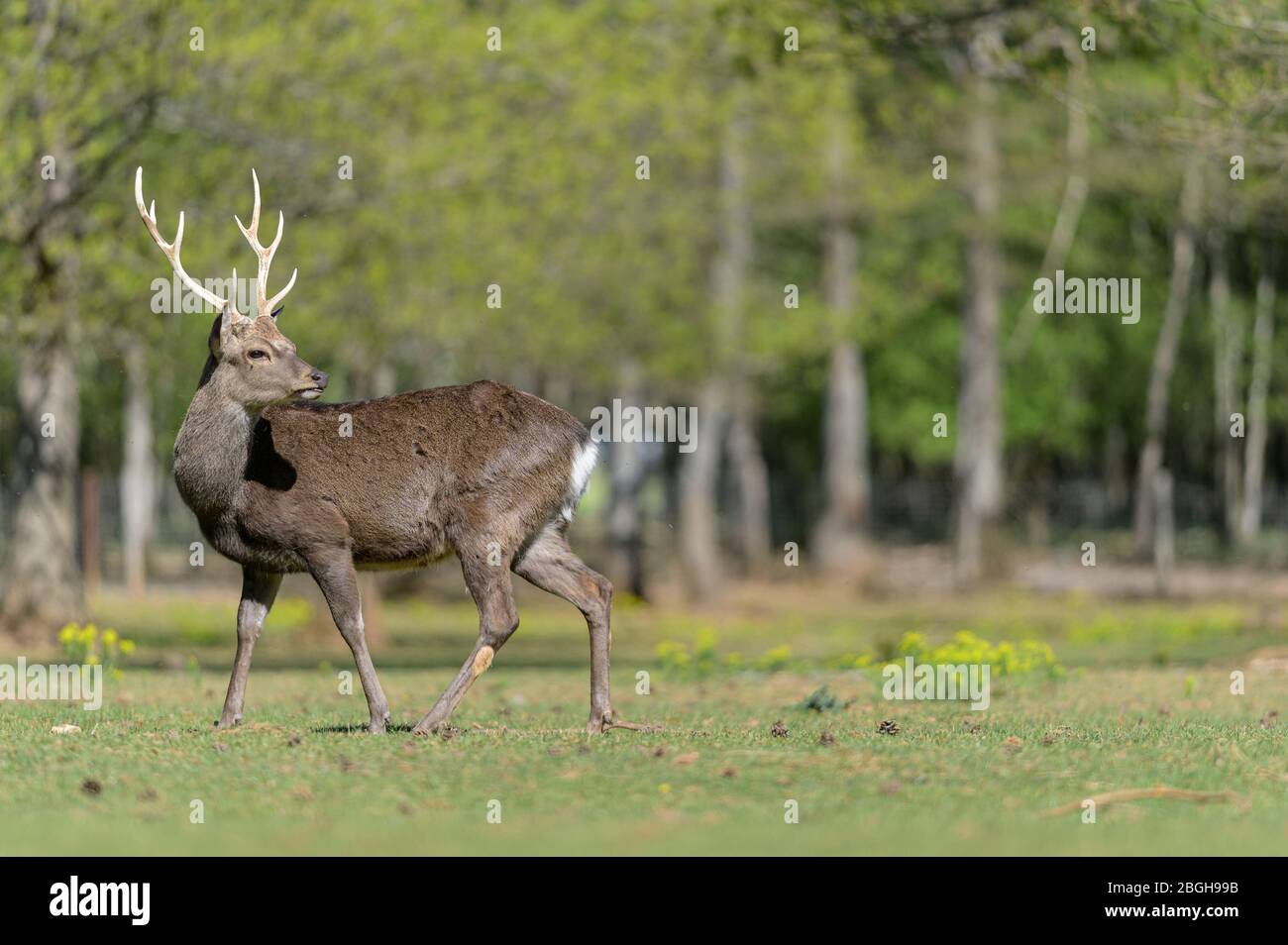 Sika deer stag in a wildlife park Stock Photo - Alamy
