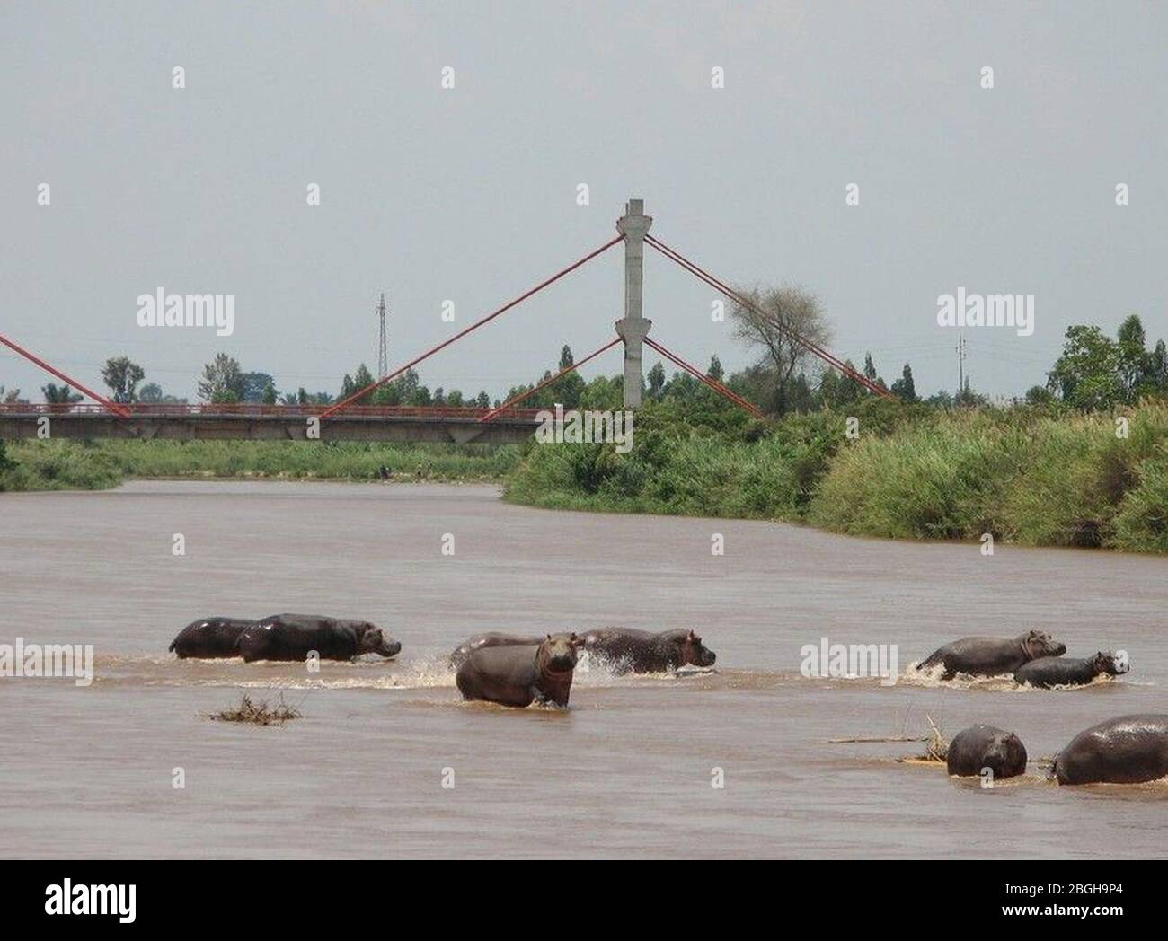 Hippos and Bridge, Burundi 067 Stock Photo - Alamy