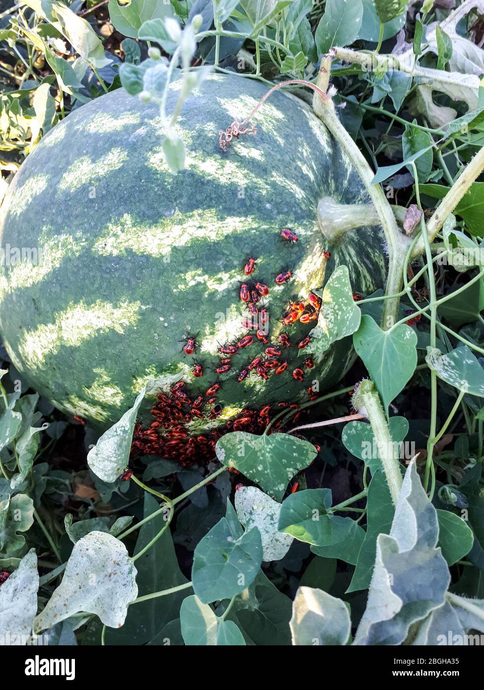 Bedbugs soldiers on a green watermelon. Colony of bugs of soldiers ...