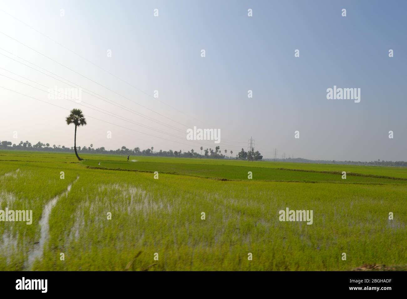 green fields in village Stock Photo - Alamy