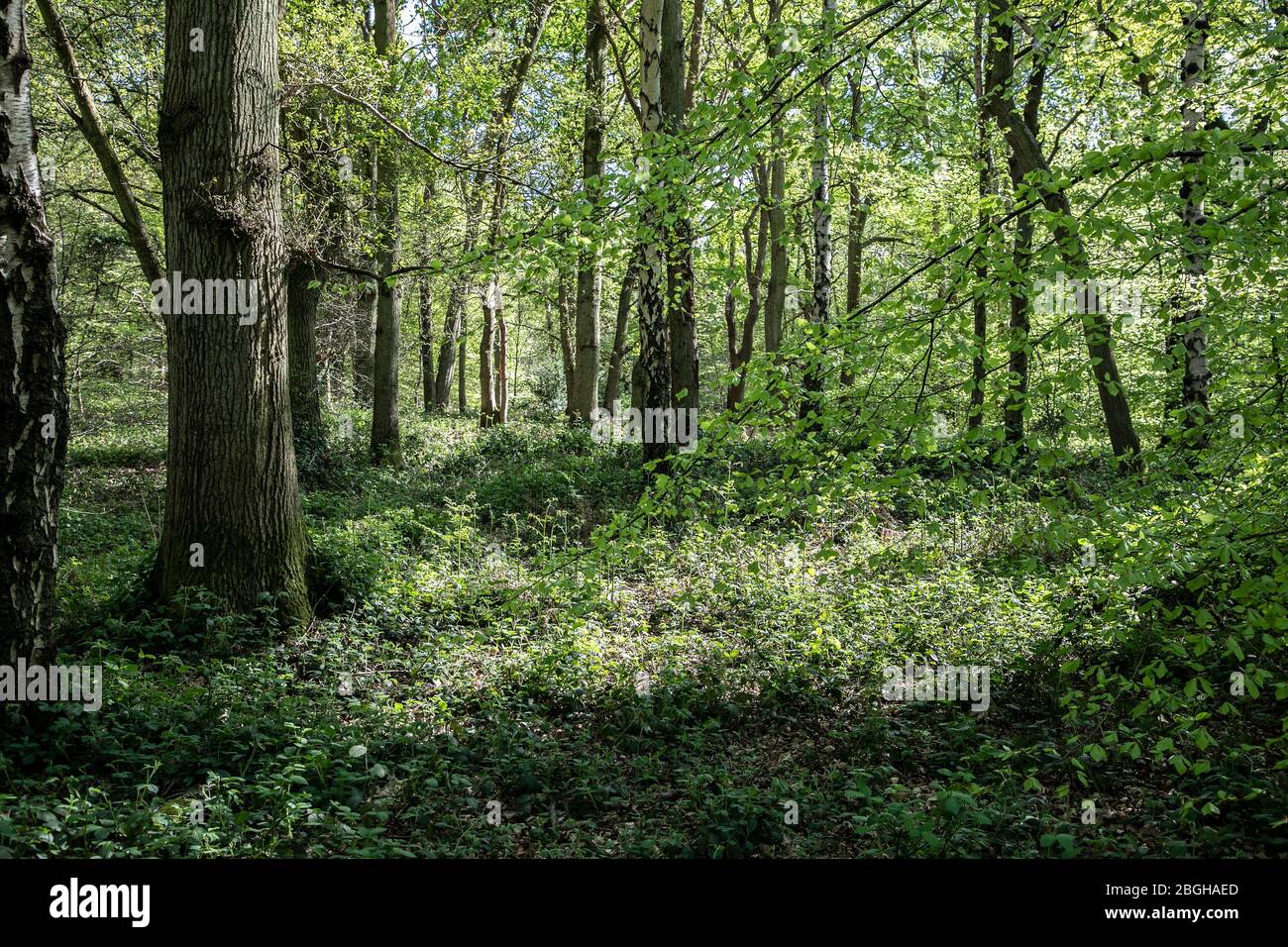 English beech hi-res stock photography and images - Alamy