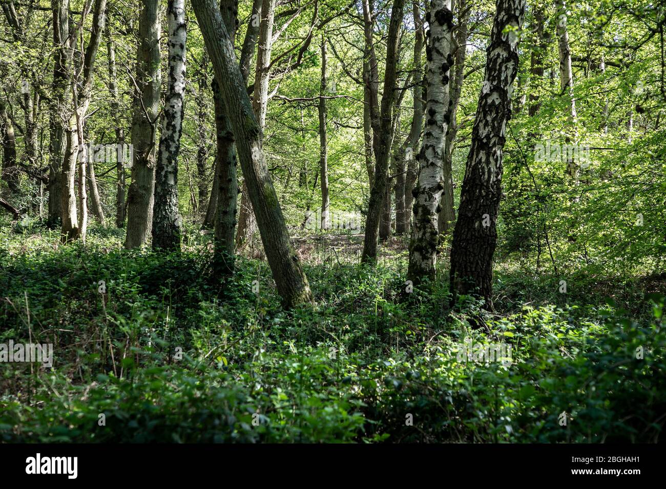 English beech woods hi-res stock photography and images - Alamy