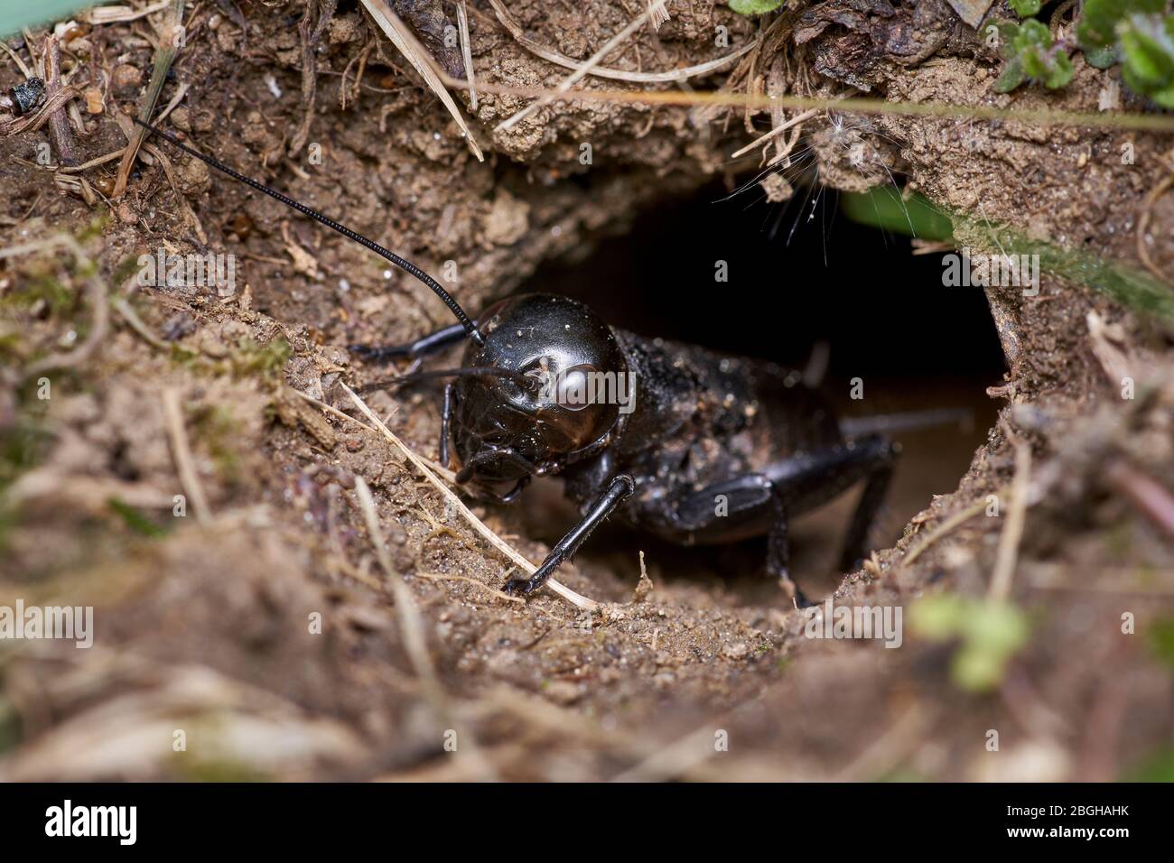 Cave cricket hi-res stock photography and images - Alamy