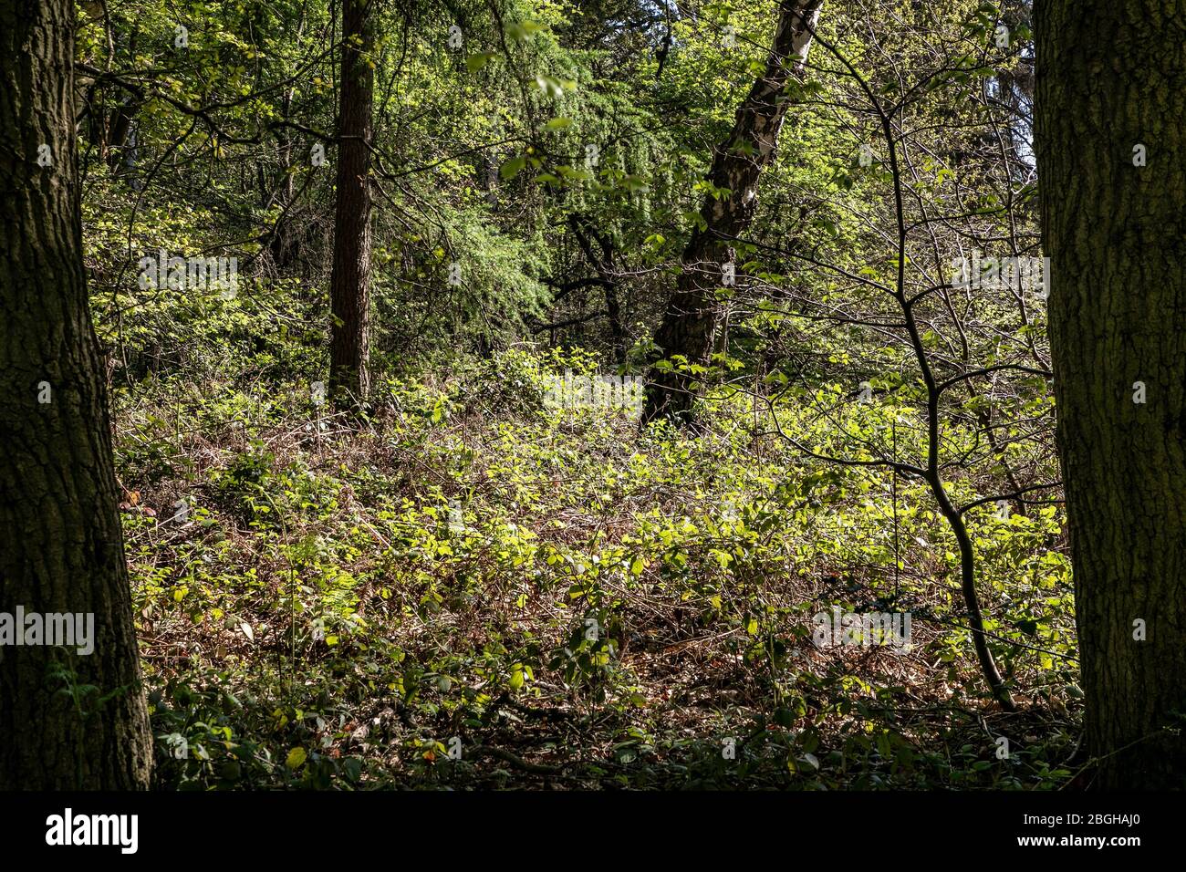 English beech hi-res stock photography and images - Alamy