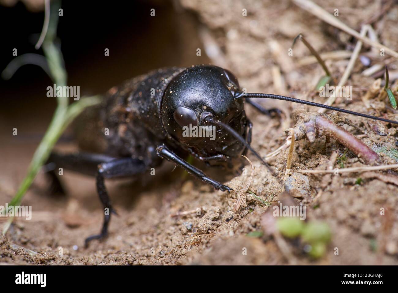 black field cricket crawling carefully out of the burrow Stock Photo ...