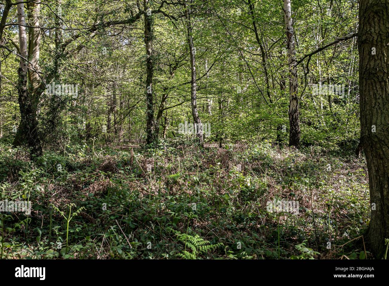 English beech hi-res stock photography and images - Alamy