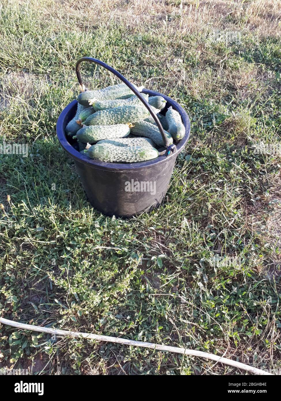 Bucket with cucumbers on the grass. Harvesting cucumbers Stock Photo ...
