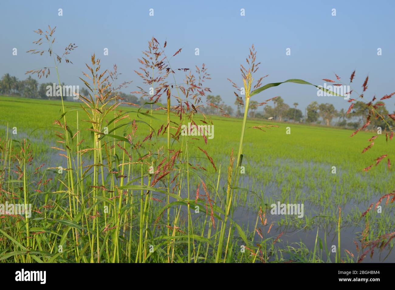 green fields in village Stock Photo - Alamy