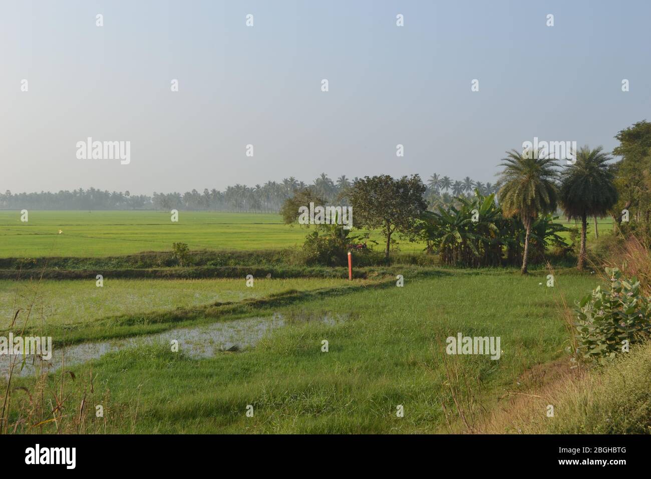 green fields in village Stock Photo - Alamy