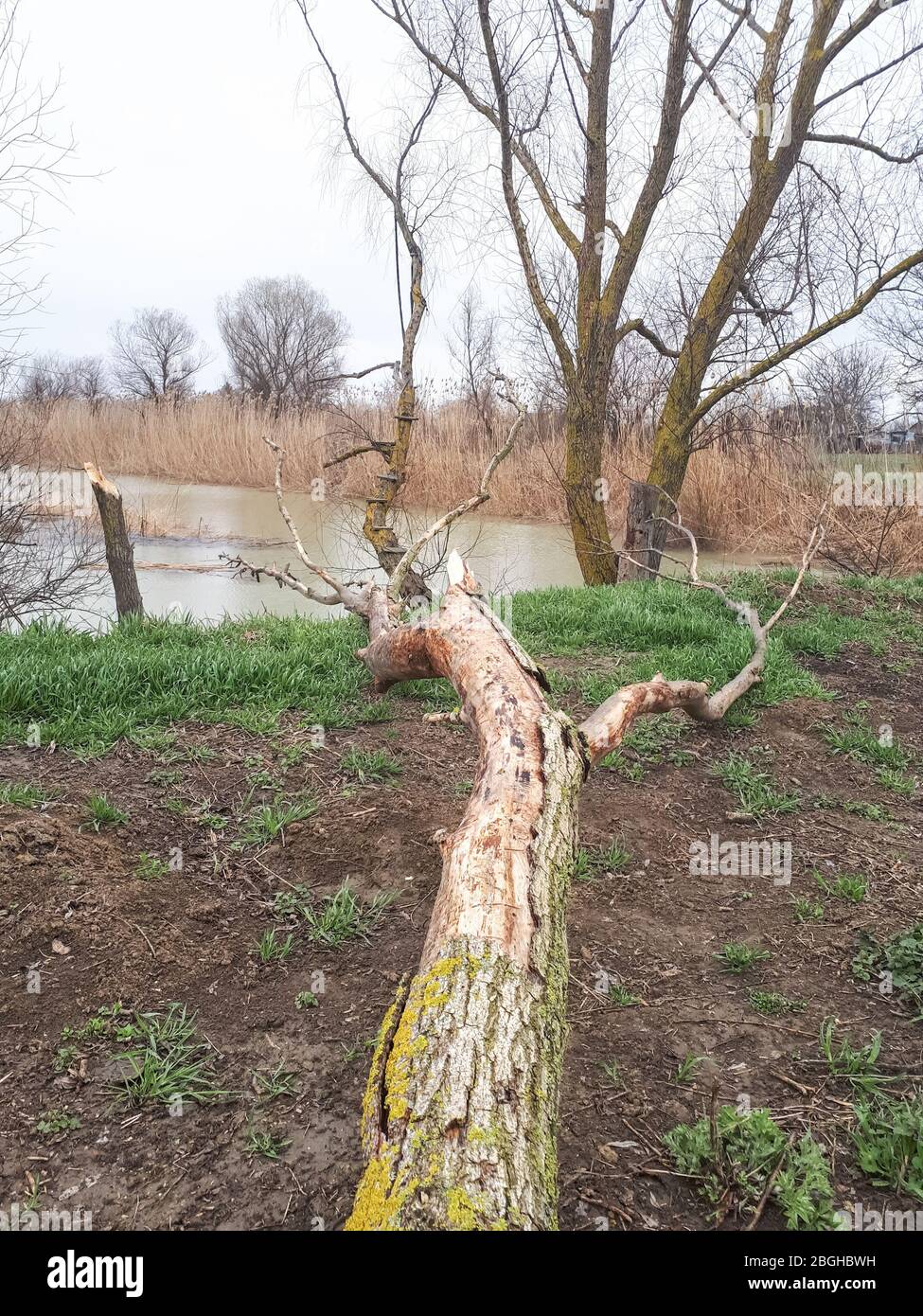 A sawn-off tree lies on the ground. sawed off an old tree Stock Photo ...