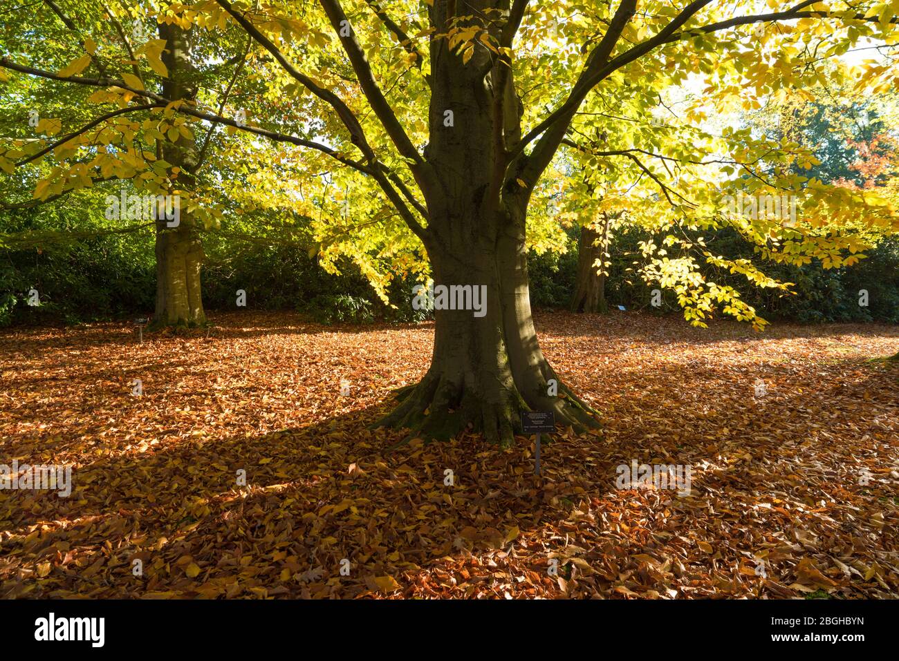 american beech tree in a botanical park in the netherlands in fall time ...