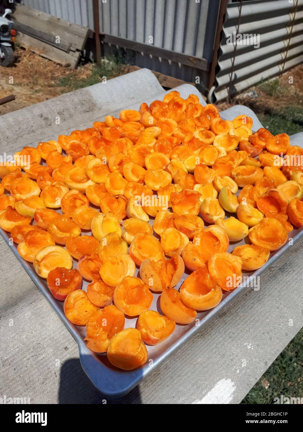 Drying apricot fruit separated from the bone Stock Photo - Alamy