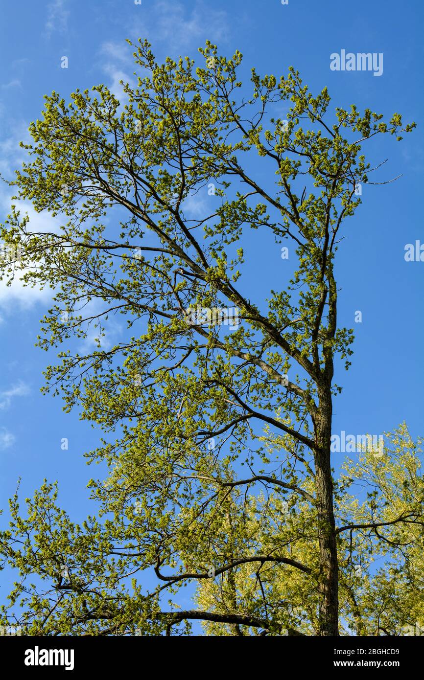 Tree top in spring, with fresh green shoots and blue sky Stock Photo ...