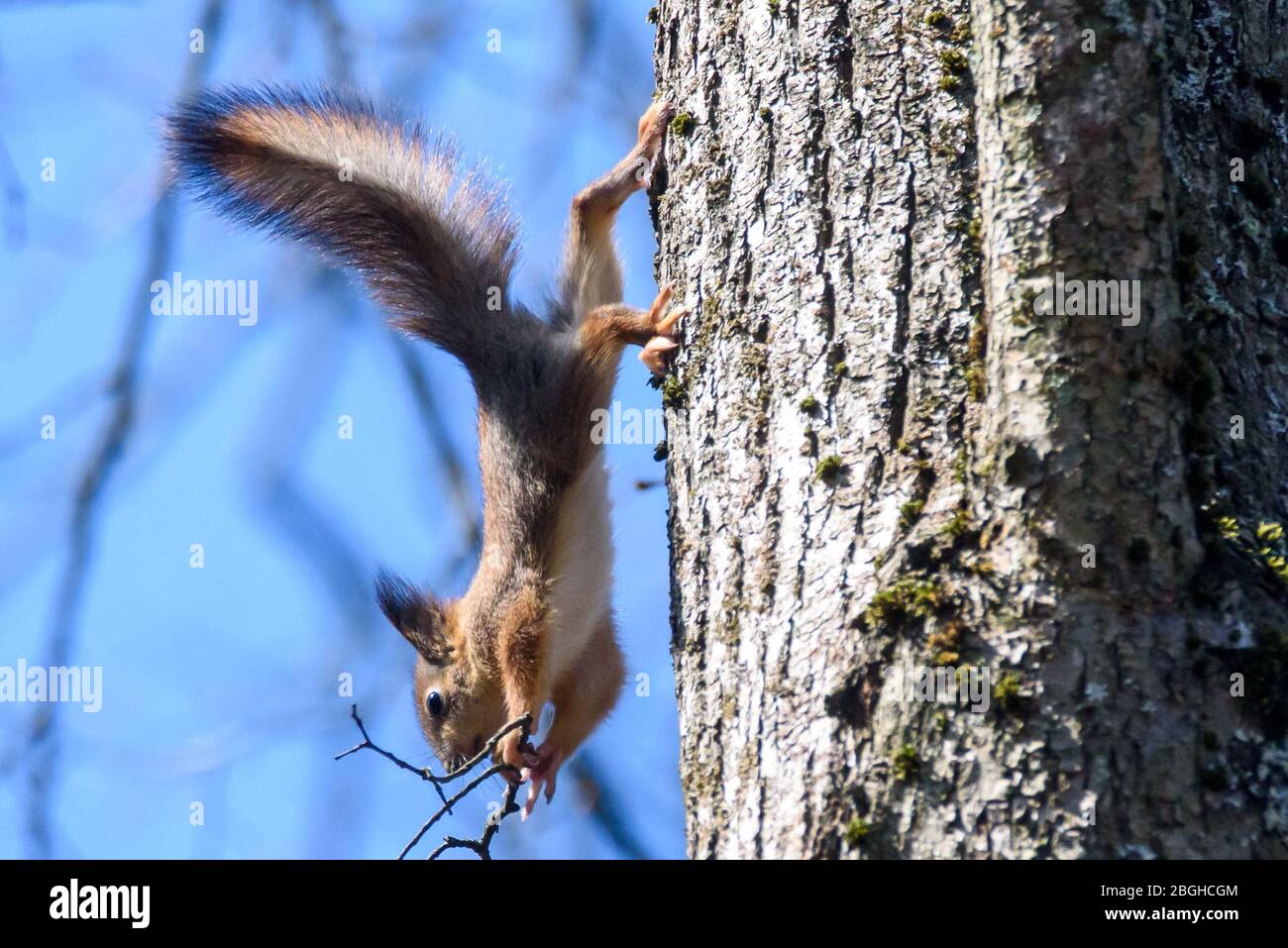 Beautiful squirrel jumping in park hi-res stock photography and images ...