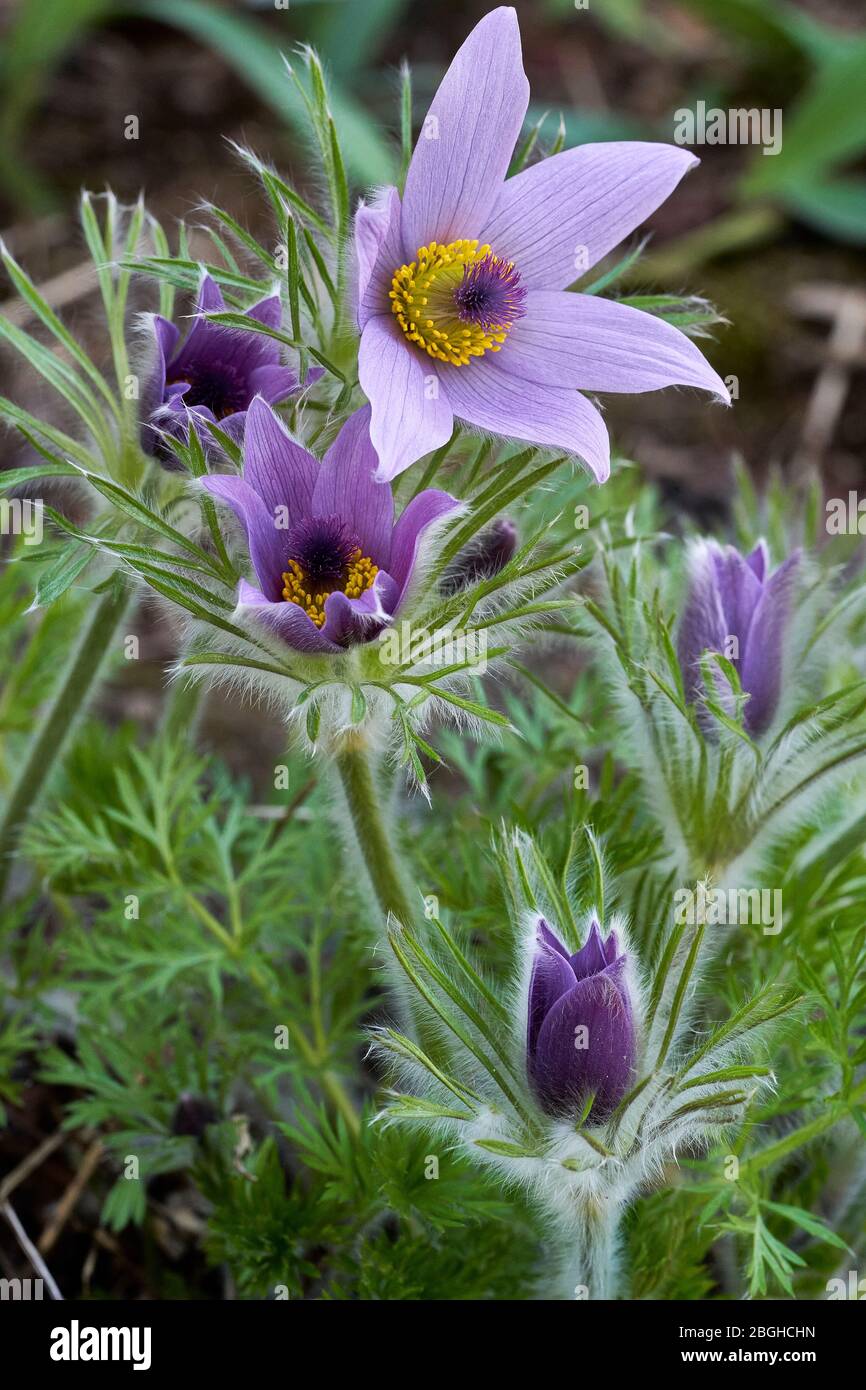 Pulsatilla grandiflora hi-res stock photography and images - Alamy