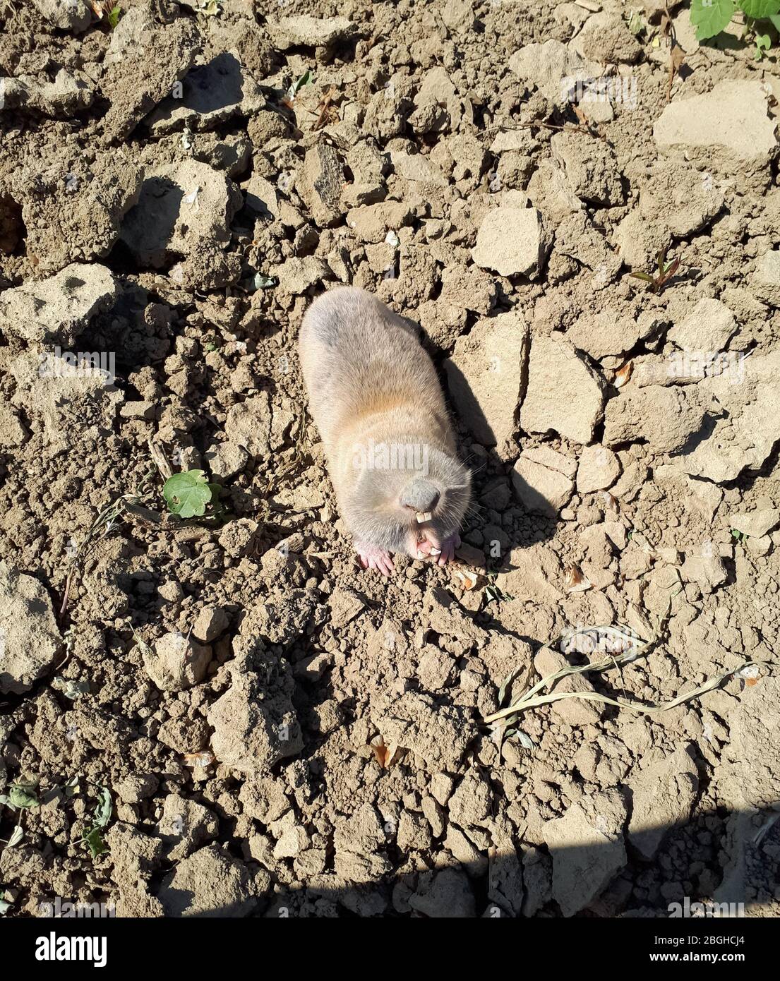 Blind mole rat hi-res stock photography and images - Alamy