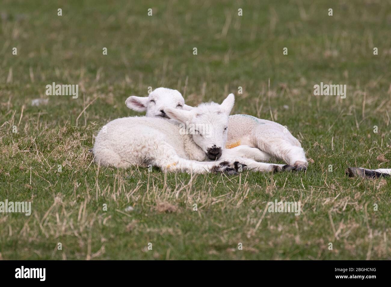 Two cute lambs sleeping in a grazing field Stock Photo - Alamy
