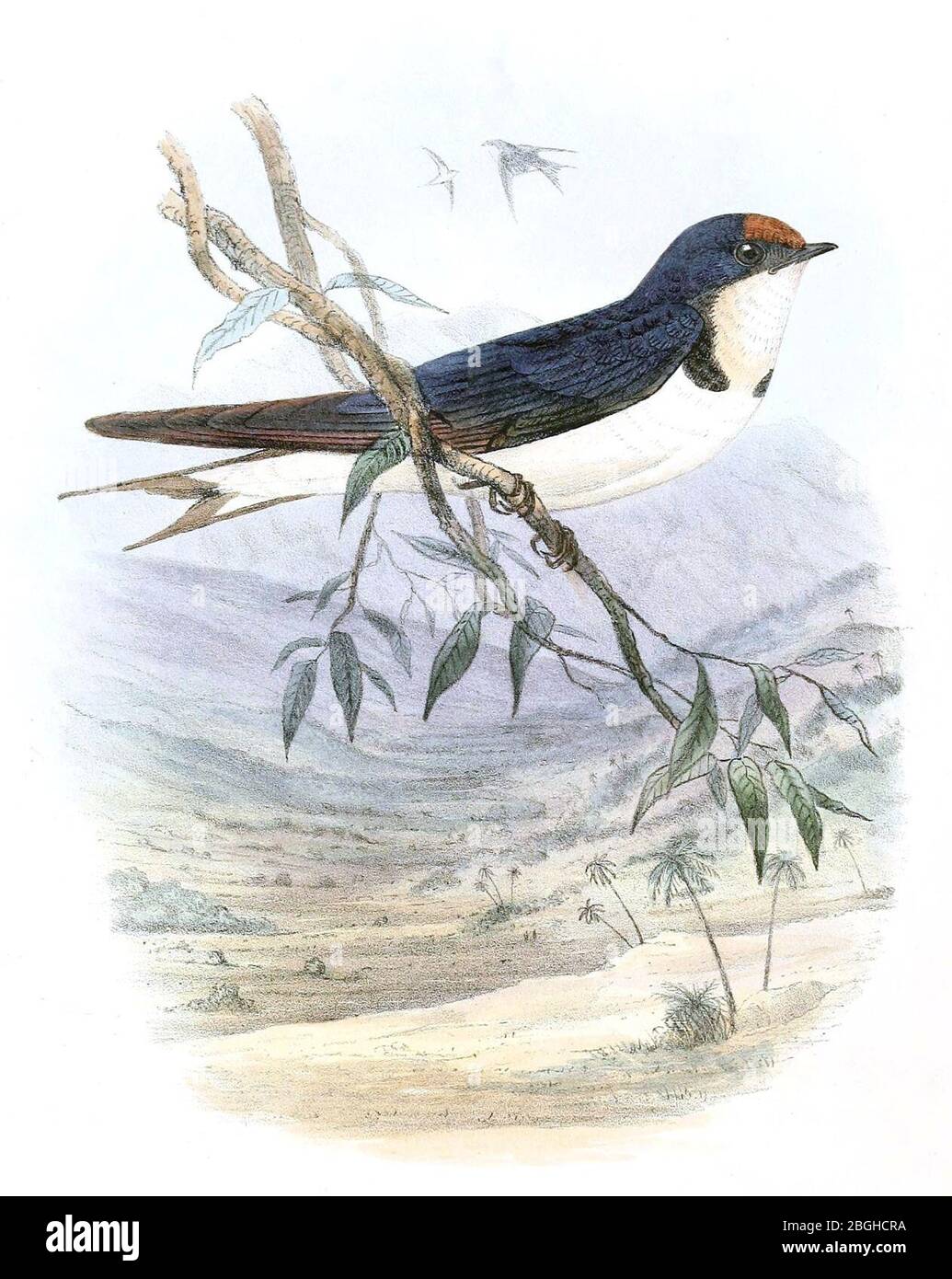 Hirundo aethiopica 1894 Stock Photo - Alamy
