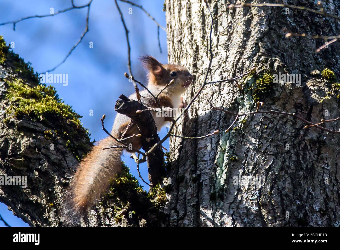 Photo squirrel hi-res stock photography and images - Alamy