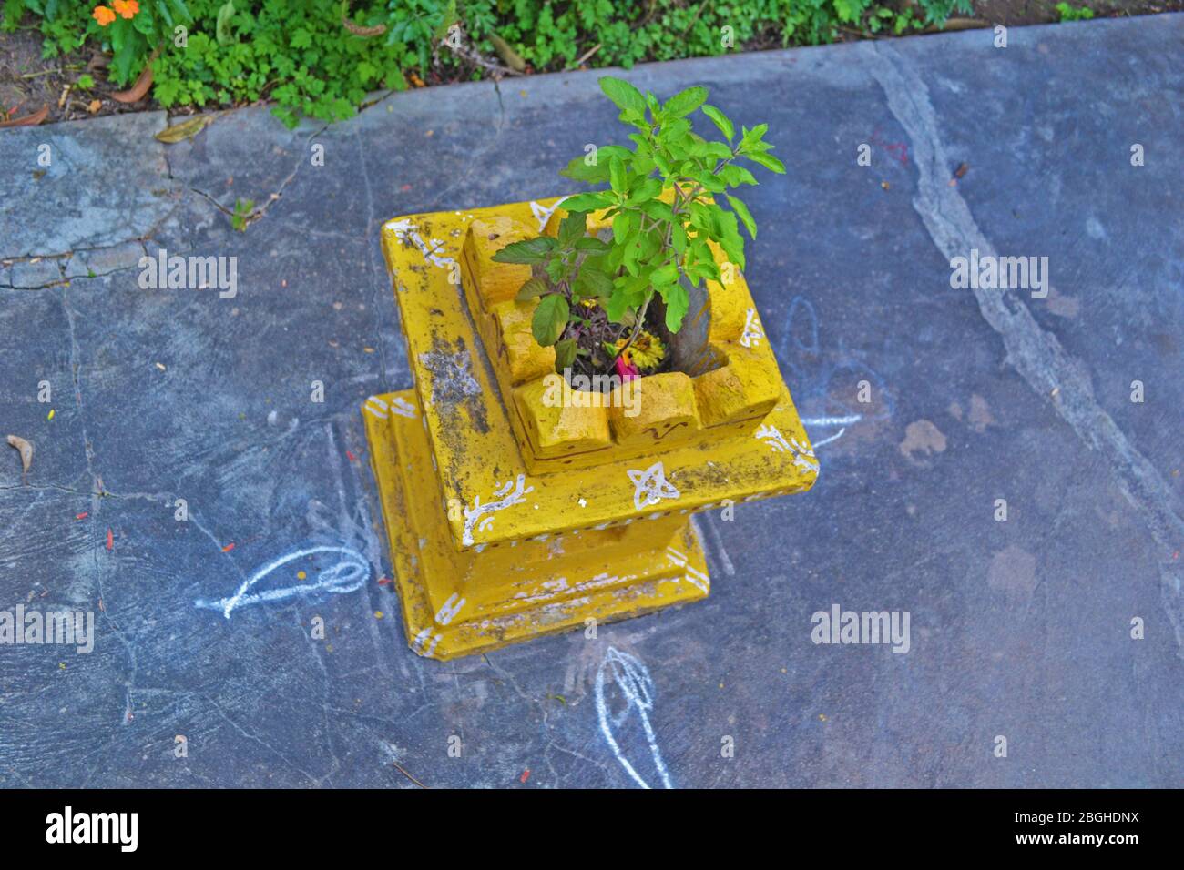 indian hindu religious plant Stock Photo - Alamy