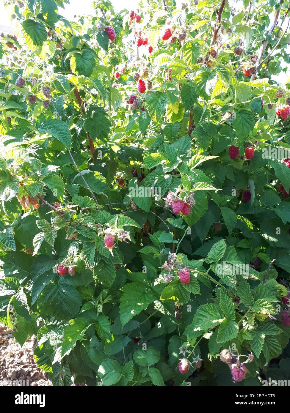 Large berries hi-res stock photography and images - Alamy