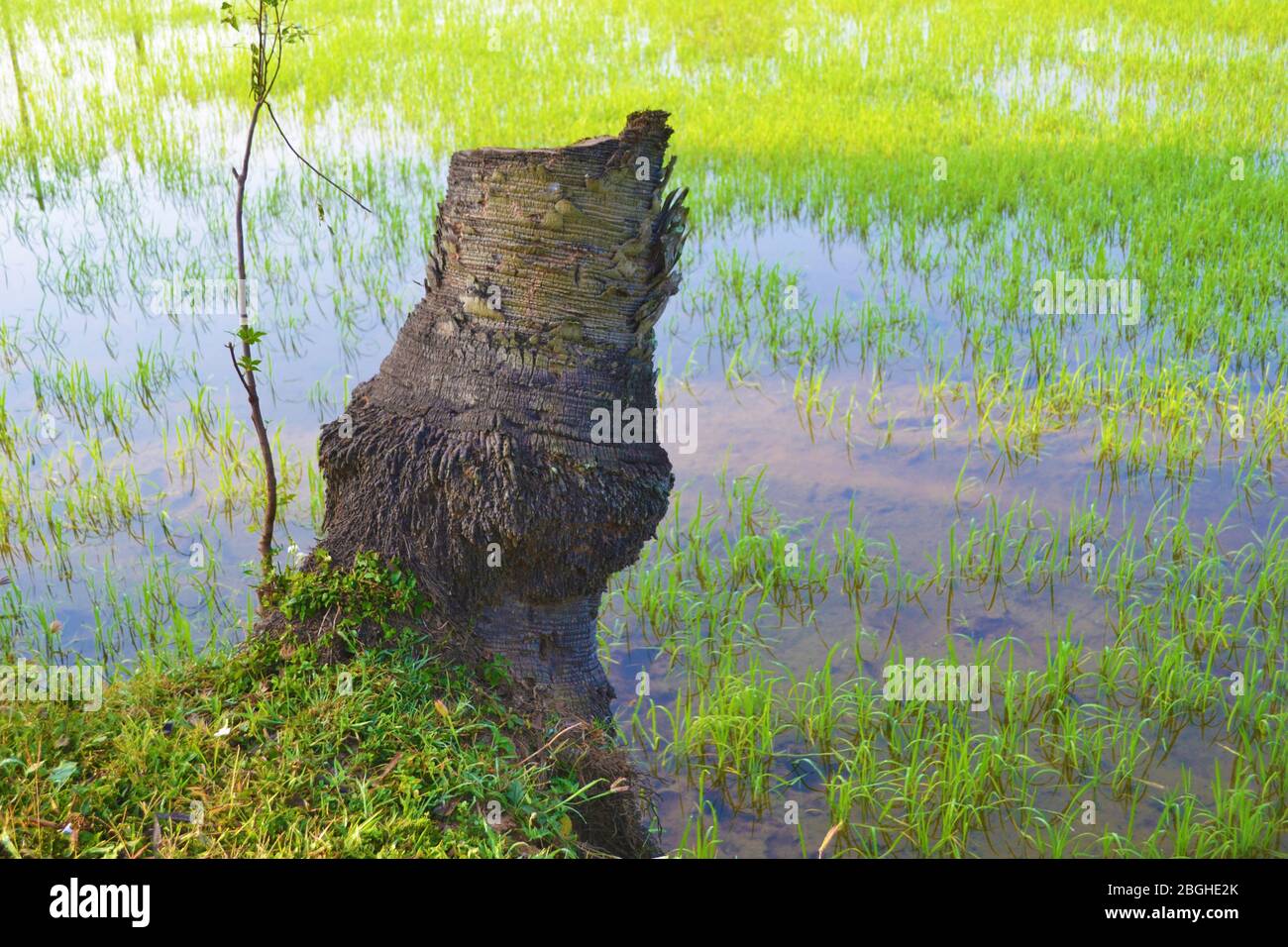 green fields in village Stock Photo - Alamy
